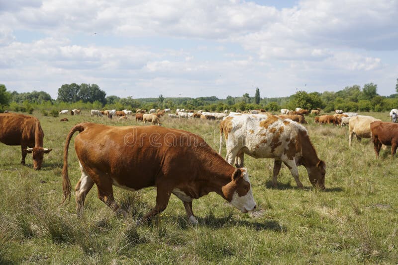 Cattle Graze on a Farm. Cattle-breeding Stock Image - Image of ...