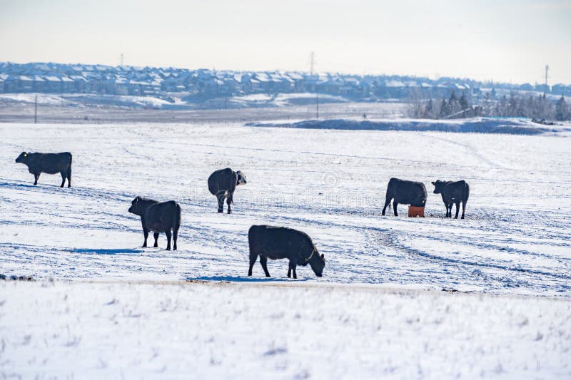 Cattle Graze on Snow Covered Fields with the Urban Sprawl of Calgary ...