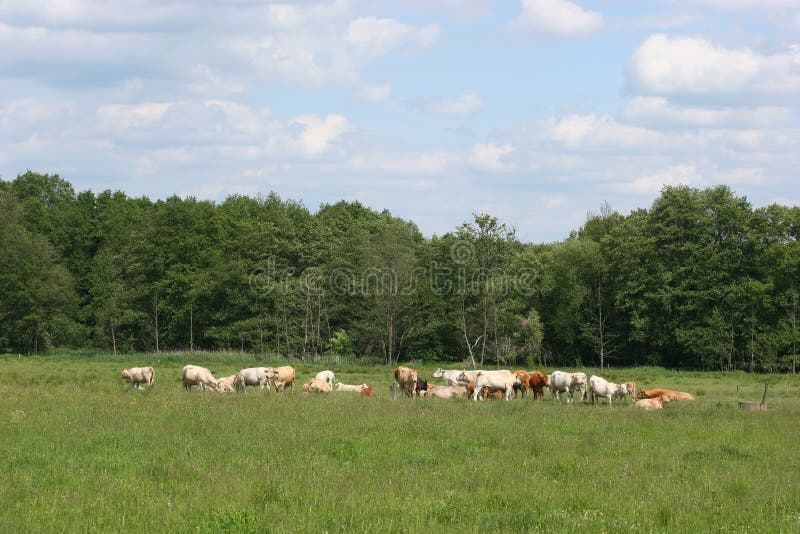 Cattle grazing stock image. Image of forest, farm, black - 19741207