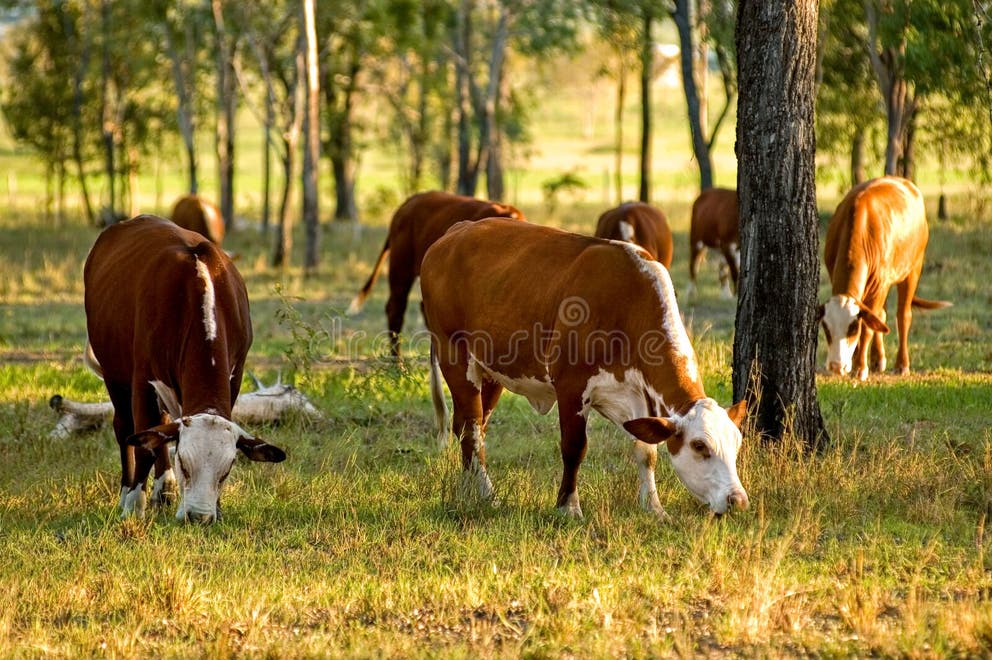 Cattle grazing stock photo. Image of animals, farming - 2336350