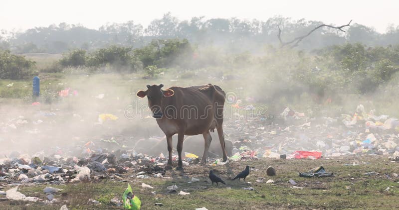 Cattle Grazing among Burning Plastic at Rubbish Dump Waste and Garbage ...