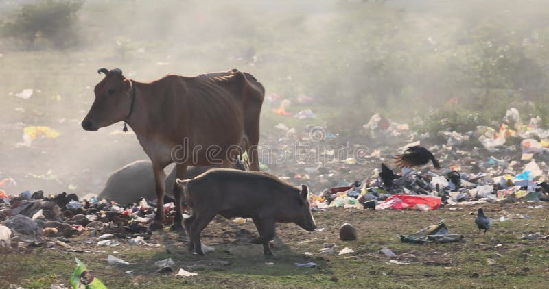 Cattle Grazing among Burning Plastic at Rubbish Dump Waste and Garbage ...