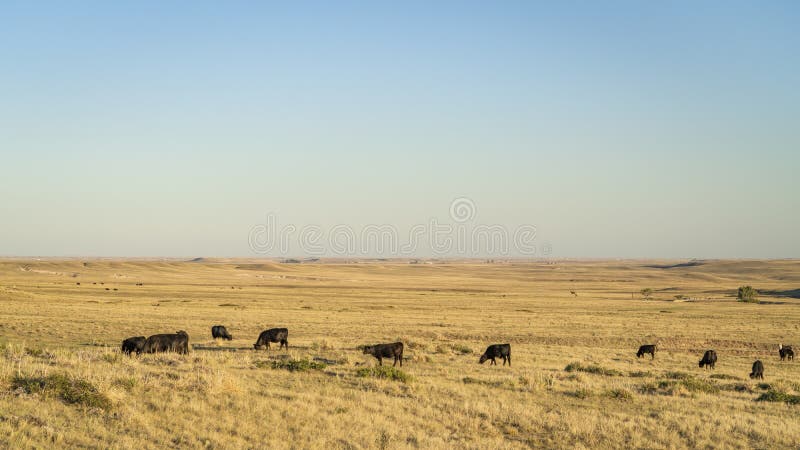 Cattle Grazing on a Colorado Prairie Stock Photo - Image of natural ...