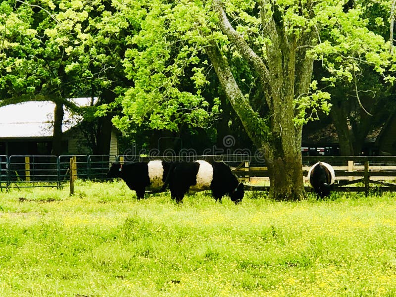 497 Cattle Grazing Under Tree Stock Photos - Free & Royalty-Free Stock ...