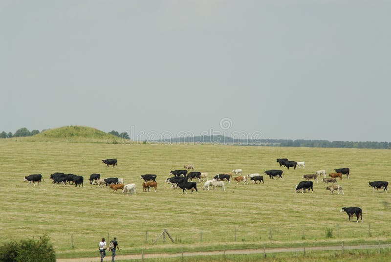 Cattle grazing in a field stock image. Image of meadow - 8087517