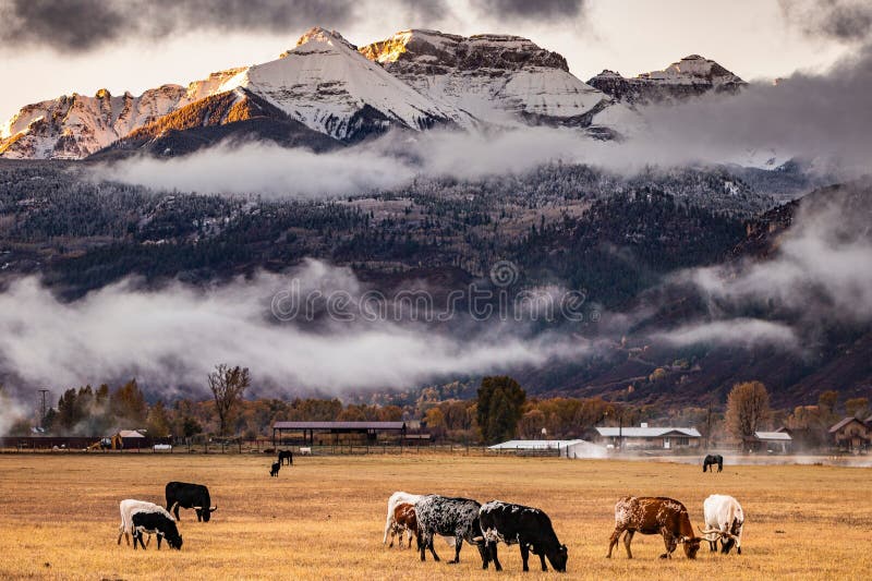 Cattle Grazing in a Field with Colorado Mountains in Background Stock ...