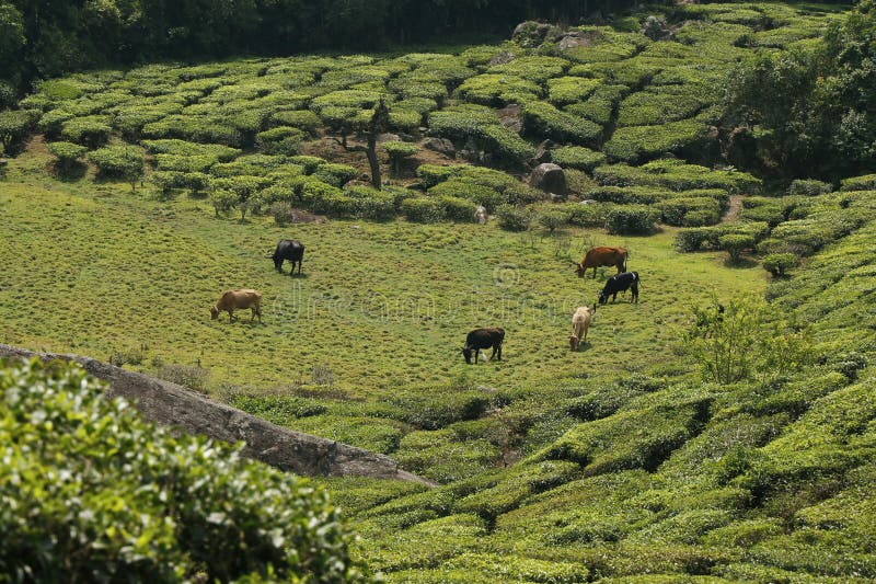 Cattle Grazing in Field Surrounded with Tea Garden in Kerala Stock ...