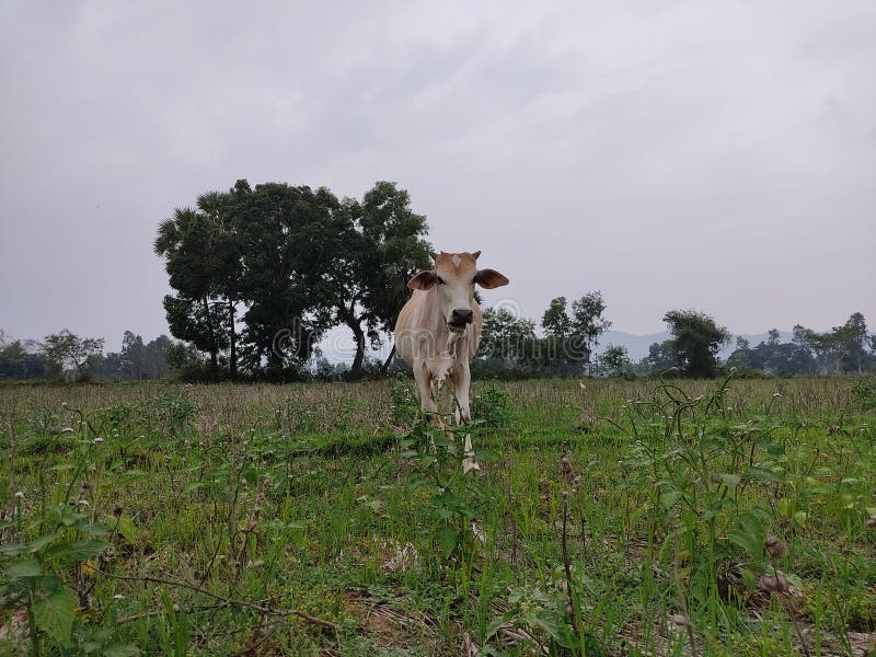 Cattle Grazing in Grass Field Cow Feeding Close Up View Stock Image ...