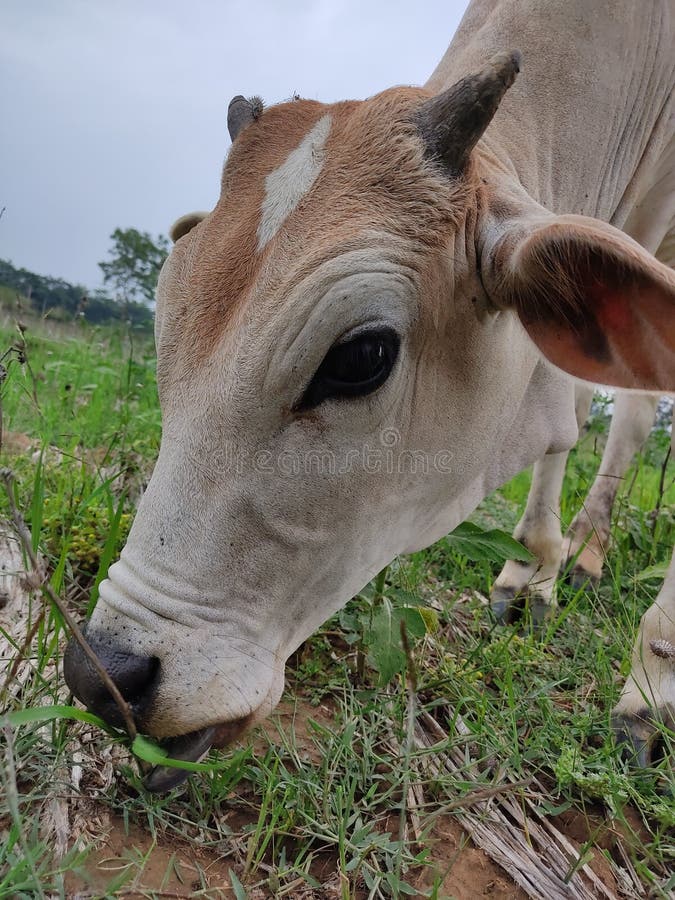 Cattle Grazing in Grass Field Cow Feeding Close Up View Stock Image ...