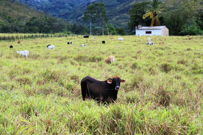Many Cows in the Green Field Stock Photo - Image of field, agriculture ...