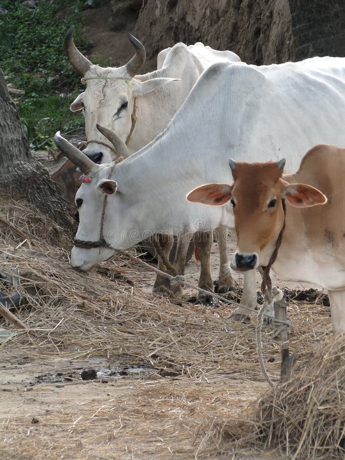 Cattle Grazing in Local Village Stock Photo - Image of india, bullock ...