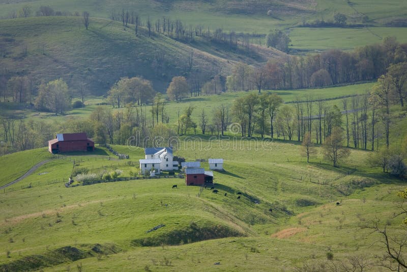 Cattle Grazing on a Mountain Farm in Virginia Stock Image - Image of ...