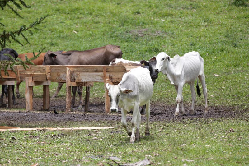 Cattle on Pasture in Nature Feeding in the Mountains. Stock Photo ...