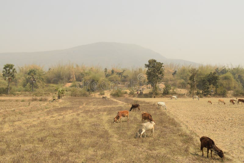 Cattle Grazing on the Open Field Stock Photo - Image of hilly, blue ...