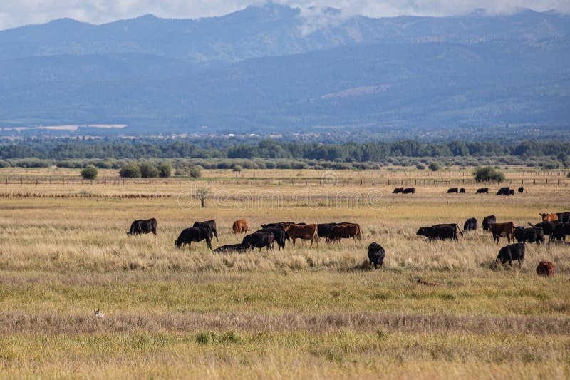 Cattle Grazing in an Open Field with Mountains in the Background Stock ...