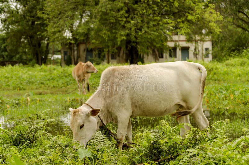 Cattle Grazing in Open Grass Field Stock Photo - Image of food, graze ...