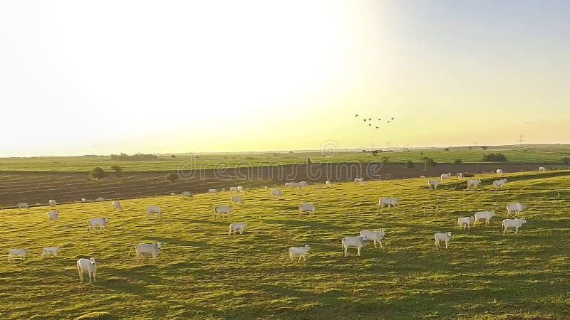 Cattle Grazing on the Pasture at Sunset on a Beautiful Green Pasture ...