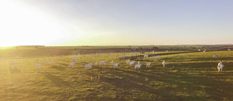 13,079 Cattle Sunset Stock Photos - Free & Royalty-Free Stock Photos ...