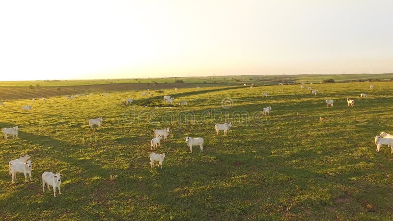 Cattle Grazing on the Pasture at Sunset on a Beautiful Green Pasture ...