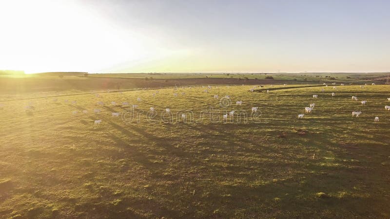 Cattle Grazing on the Pasture at Sunset on a Beautiful Green Pasture ...