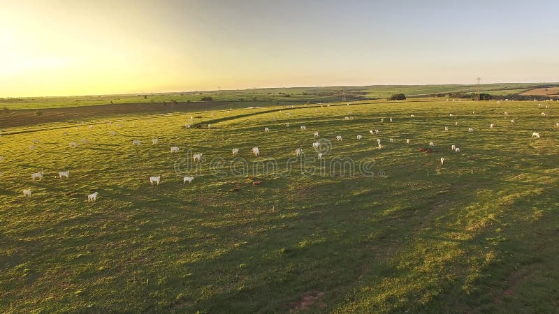 Cattle Grazing on the Pasture at Sunset on a Beautiful Green Pasture ...