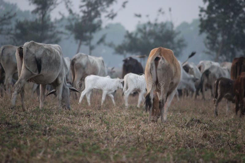 Cattle Grazing in a Rural Area Stock Image - Image of nature, farming ...