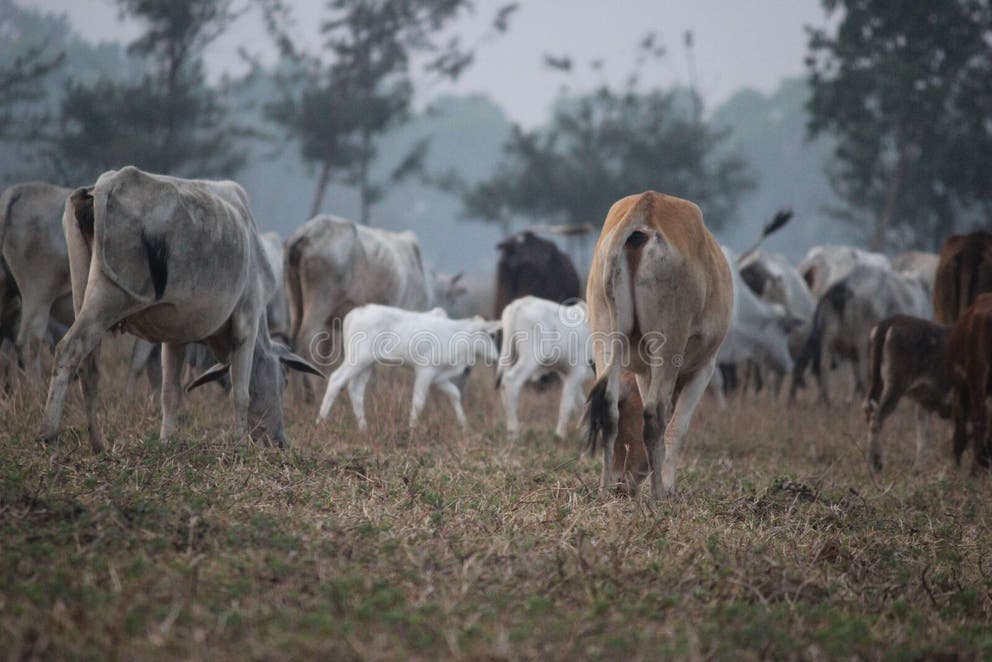 Cattle Grazing in a Rural Area Stock Image - Image of nature, farming ...
