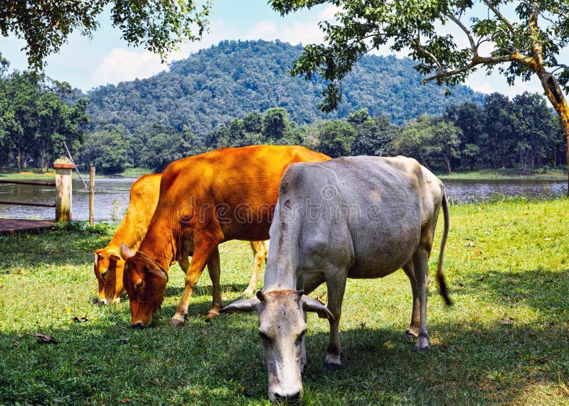 Cattle Grazing on the Shore of Chandubi Lake, Assam, India Stock Photo ...
