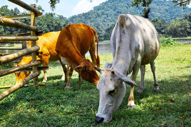 Cattle Grazing on the Shore of Chandubi Lake, Assam, India Stock Image ...