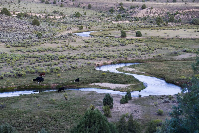Cattle Grazing beside a Winding Stream Stock Photo - Image of summer ...