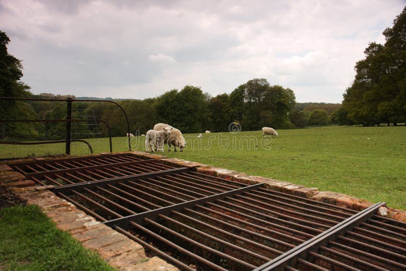 Cattle grid and sheep stock image. Image of range, outside - 15142049