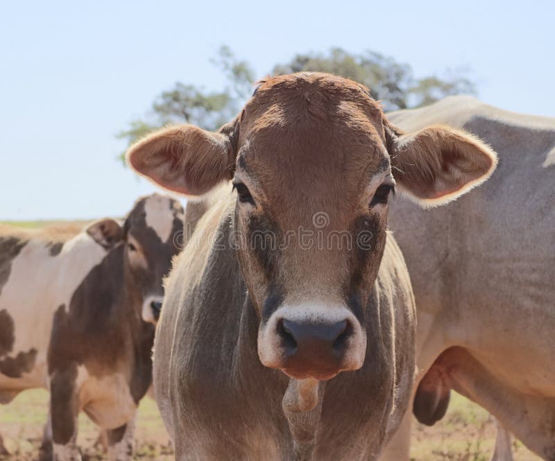 Cattle - Group of Cows on Farm Stock Photo - Image of grass, races ...