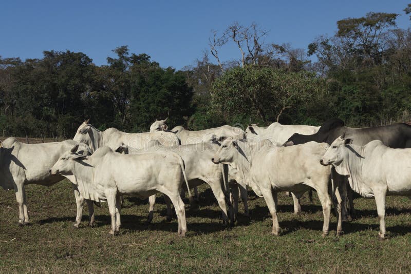 Cattle - Group of Cows on Farm Stock Image - Image of america, concept ...