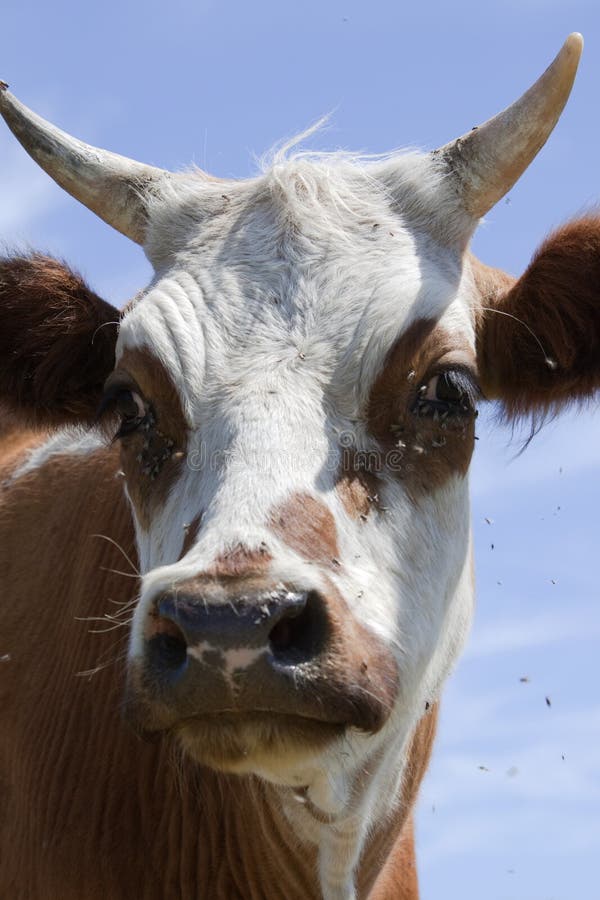 White cattle stock image. Image of nature, praipies, animal - 10525639