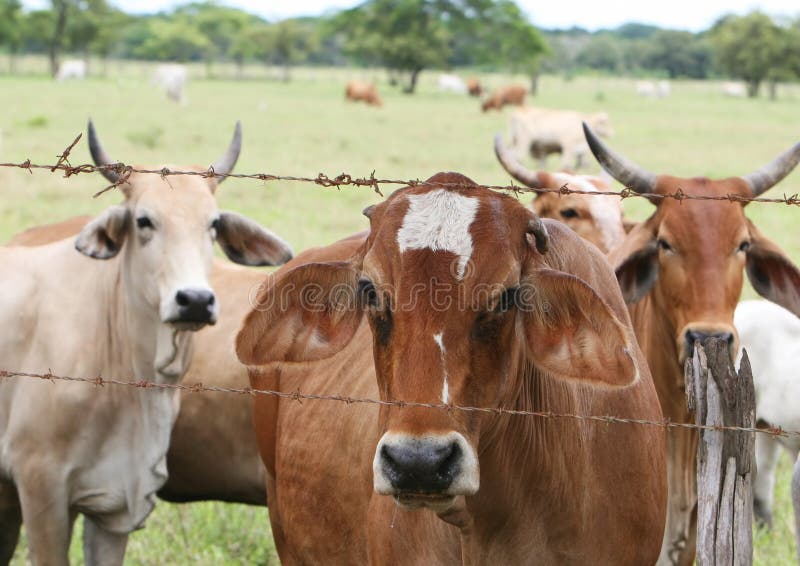 Cattle Herd stock photo. Image of animal, ranch, farming - 4000774