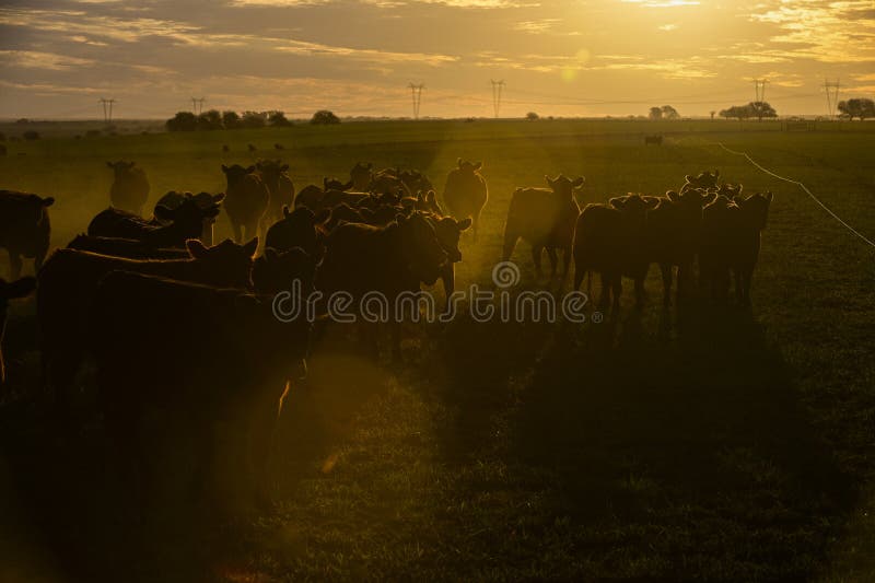 Cattle Herd Grazing in the Field at Sunset, in the Pampas Plain, Stock ...