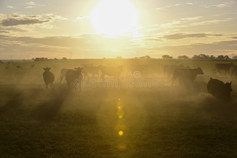 Cattle Herd Grazing in the Field at Sunset, in the Pampas Plain, Stock ...
