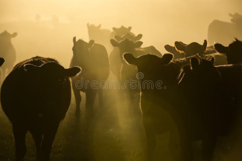 16,343 Cattle Sunset Stock Photos - Free & Royalty-Free Stock Photos ...