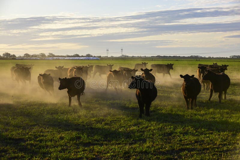 16,343 Cattle Sunset Stock Photos - Free & Royalty-Free Stock Photos ...