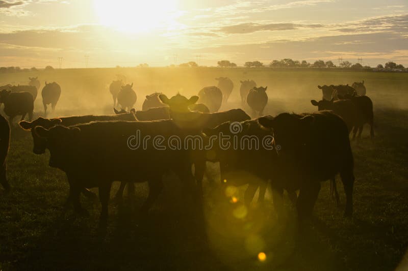 Cattle Herd Grazing in the Field at Sunset, in the Pampas Plain, Stock ...