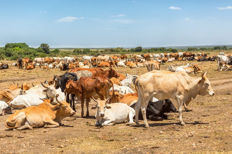 Cattle Herd in the Savanna in Africa Stock Image - Image of africa ...