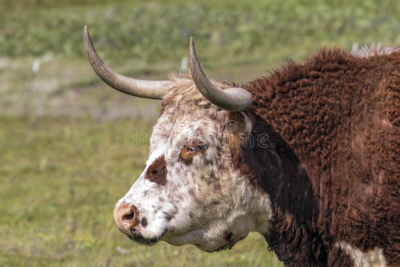 Cattle with Horns Side Portrait Stock Image - Image of meat, side: 40247079