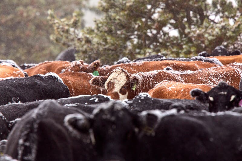 Cattle Huddle in Winter stock image. Image of cattle - 163005155