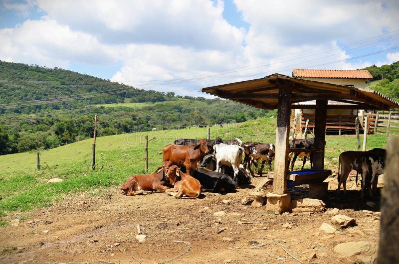 The Cattle Inside the Corral Huddled in the Sun Stock Image - Image of ...