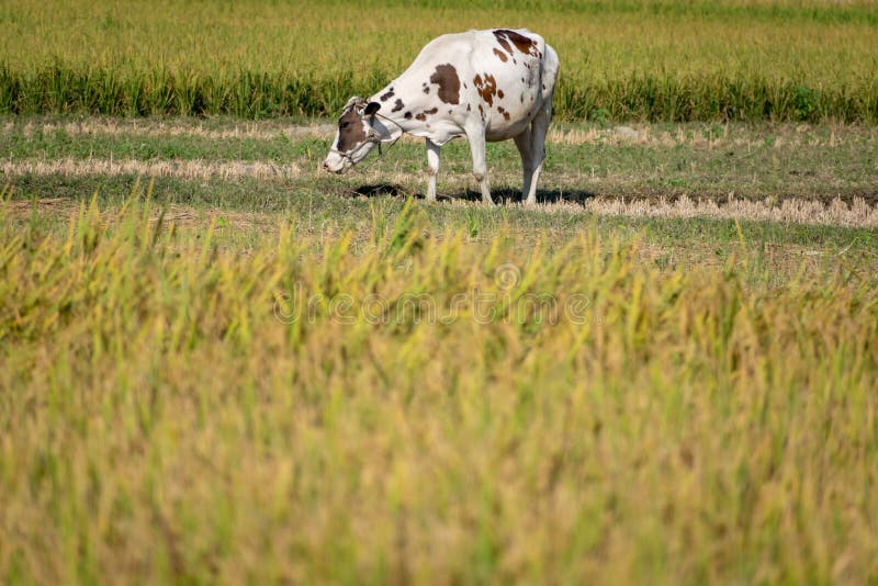Cattle Inside a Paddy Field Stock Photo - Image of flower, sitting ...
