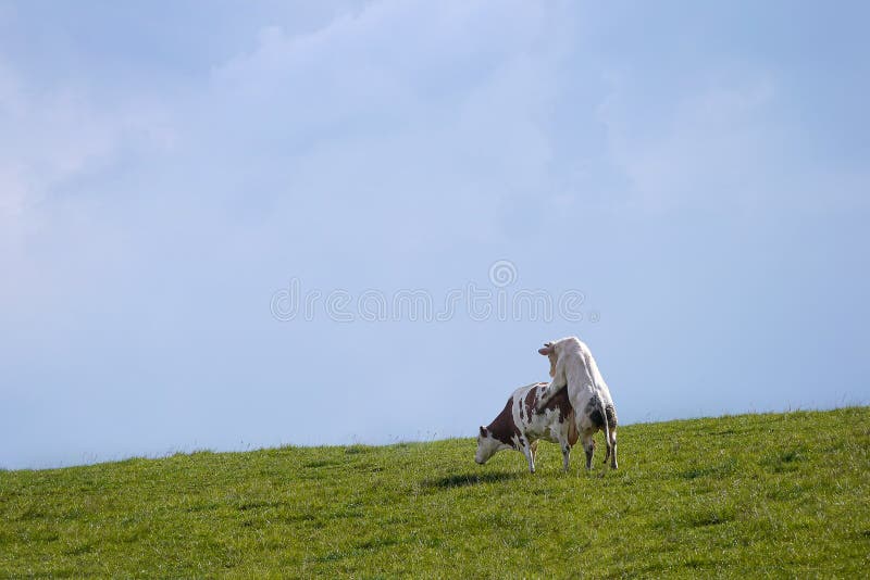 Cattle intercourse stock photo. Image of love, cattle - 212009626