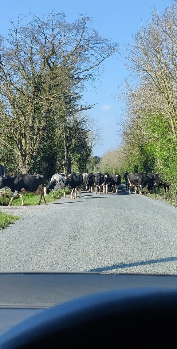Cattle jam stock image. Image of walking, road, cattle - 274331951
