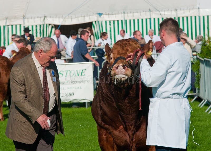 Cattle judging editorial stock photo. Image of agricultural - 11042793