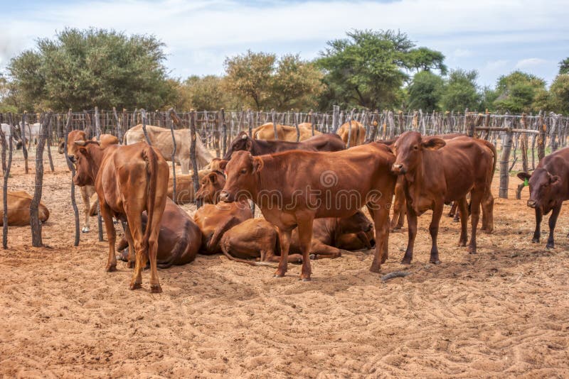 Cattle in the kraal stock image. Image of palisade, domestic - 269322441