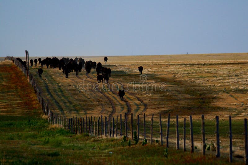 Cattle Line stock photo. Image of nature, fence, green - 1067428